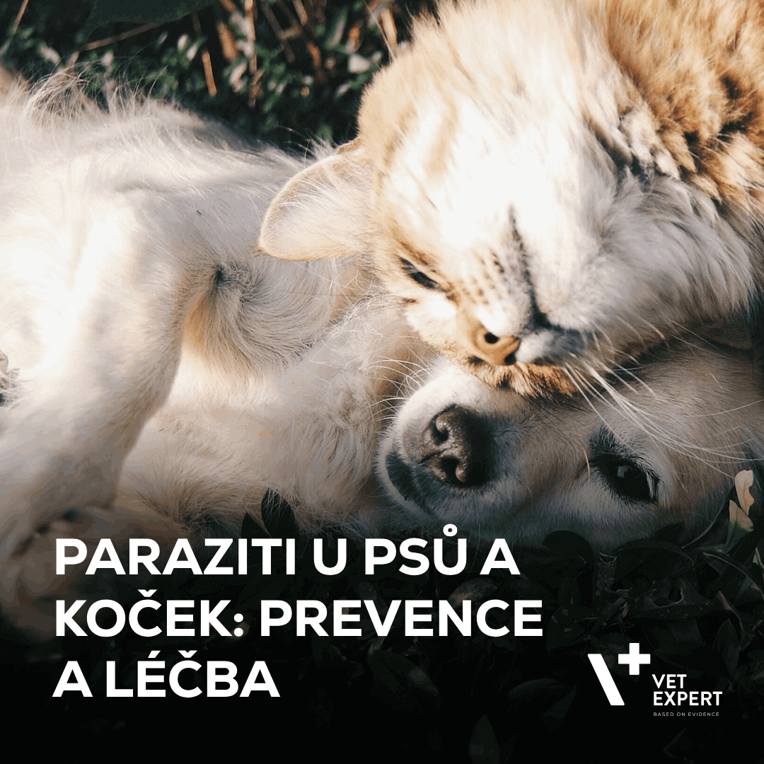Paraziti u psů a koček. Jak na prevenci a léčbu?