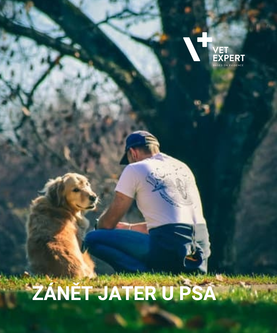 Zánět jater u psa